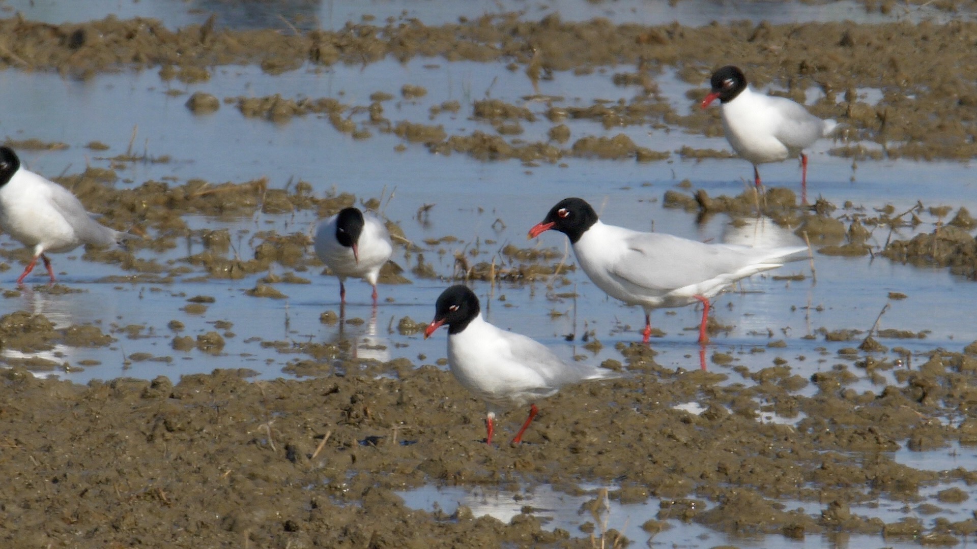 Les oiseaux du riz - Camargo.fr