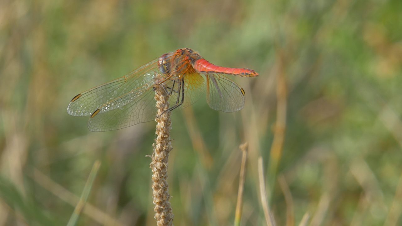 Le Sympétrum à nervures rouges - Camargo.fr